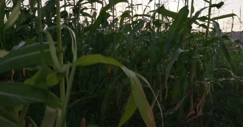 4K Crane shot of corn field with sun ris... | Stock Video | Pond5
