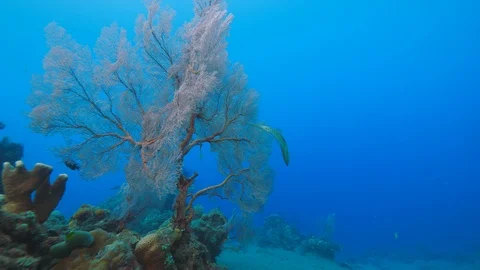 4k Deep blue ocean with corals in natura... | Stock Video | Pond5