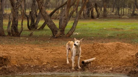 Dingo Stock Video Footage | Royalty Free Dingo Videos | Pond5