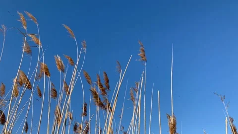 4k Ditch reed moving in the wind under b... | Stock Video | Pond5