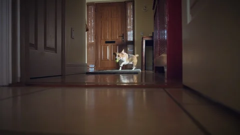 4k Dolly of House Front Door, Dog Runnin... | Stock Video | Pond5