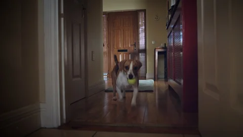 4k Dolly of House Front Door, Dog Runnin... | Stock Video | Pond5
