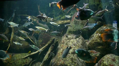 4K Aquarium Fish Tank Stock Videos – Royalty-Free HD & 4K Videos