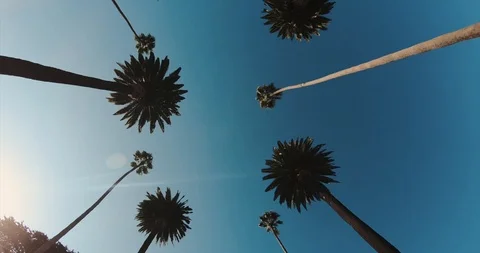 4K. Drive through the palm trees on Beve... | Stock Video | Pond5