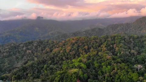 Jungle Drone Stock Footage ~ Royalty Free Stock Videos | Pond5