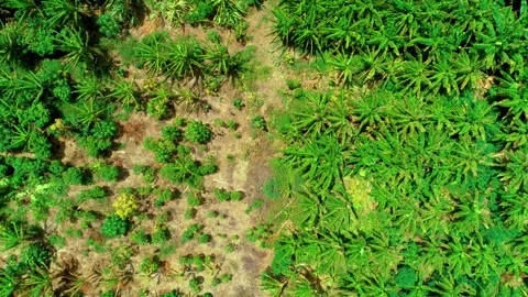 4k drone top down view of small tropical... | Stock Video | Pond5
