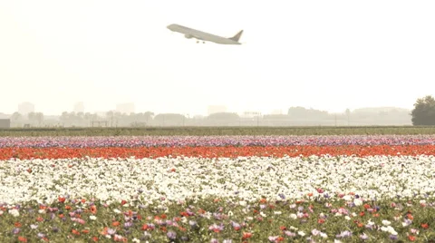 4K Dutch Flower field with airplane take... | Stock Video | Pond5