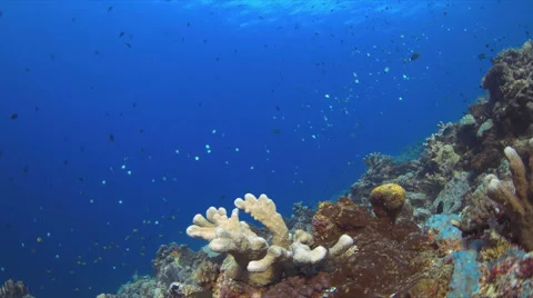 4k Edge of a coral reef with plenty fish | Stock Video | Pond5