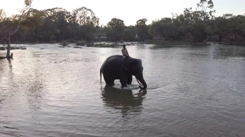 4K of an elephant coming out of the rive... | Stock Video | Pond5