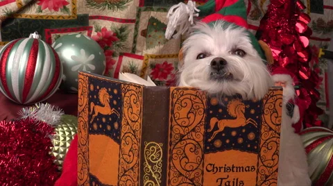 Two Elfs Studio Stock Videos – Royalty-Free HD & 4K Videos