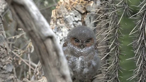 4K Elf Owl Perches In Arizona Desert Lan... | Stock Video | Pond5