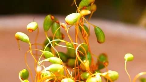 Extreme Wallpapers 4K Stock Videos – Royalty-Free HD & 4K Videos | Pond5