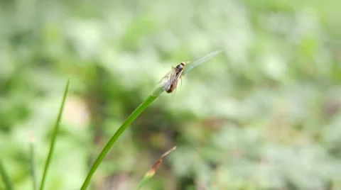 4K Fall Autumn Ants Swarming 3 macro | Stock Video | Pond5