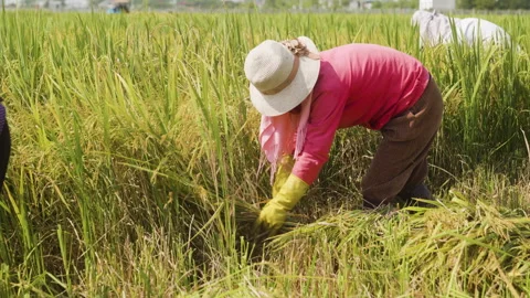 4K Farmer Manual Harvest Rice Plant Fiel... | Stock Video | Pond5