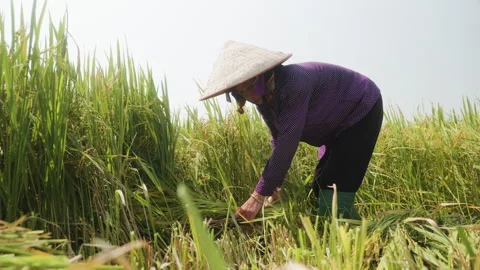 4K Farmer Manual Harvest Rice Plant Fiel... | Stock Video | Pond5
