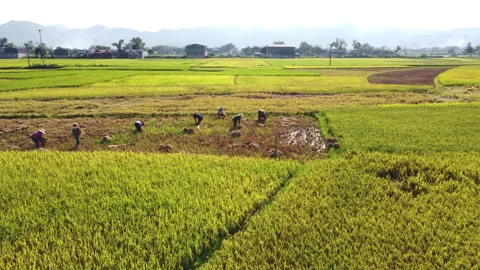 4K Farmer Manual Harvest Rice Plant Fiel... | Stock Video | Pond5