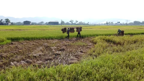 4K Farmer Manual Harvest Rice Plant Fiel... | Stock Video | Pond5