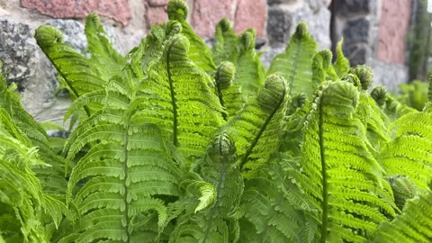 4k Fern leaves waving from the wind. | Stock Video | Pond5