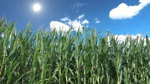4K Corn Field Stock Footage ~ Royalty Free Stock Videos | Pond5