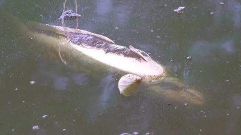4k fish dead floating to the surface of ... | Stock Video | Pond5