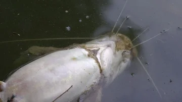 4k fish dead floating to the surface of ... | Stock Video | Pond5