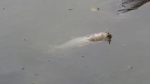 Floating Dead Fish Stock Video Footage | Royalty Free Floating Dead ...