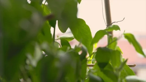 4k flare plant on the city | Stock Video | Pond5