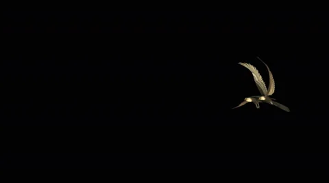 Birds Over Head Stock Videos – Royalty-Free HD & 4K Videos | Page 6