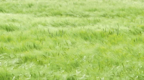 Southern Seed Production Stock Videos – Royalty-Free HD & 4K Videos