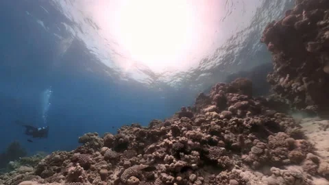 4k footage of the coral reefs in the Red... | Stock Video | Pond5