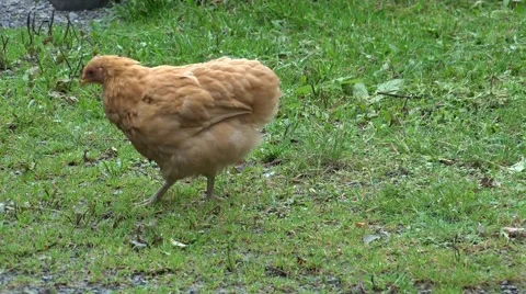 4k Free living Chicken closeup tracking ... | Stock Video | Pond5