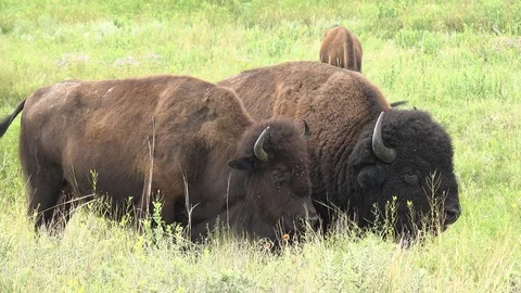 4K Full Body View of Bison Bull with a C... | Stock Video | Pond5