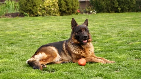 German Shepherd Tongue Stock Videos – Royalty-Free HD & 4K Videos | Page 3