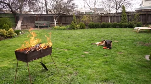 Shepherd Home Stock Videos – Royalty-Free HD & 4K Videos | Pond5