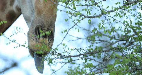 Mottled Feet Stock Videos – Royalty-Free HD & 4K Videos