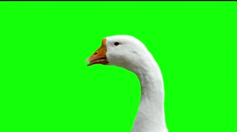 4k - Goose on green screen 01 | Stock Video | Pond5