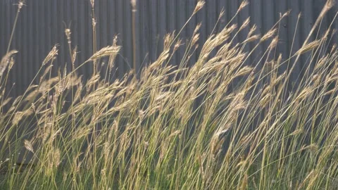 4K Grass flower plant swaying by wind, b... | Stock Video | Pond5