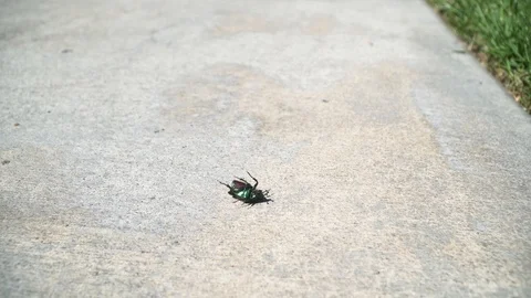 Roll Bacvk Stock Videos – Royalty-Free HD & 4K Videos | Pond5