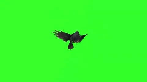 Realistic Crow Stock Footage ~ Royalty Free Stock Videos | Pond5