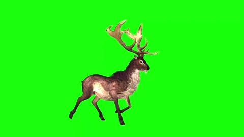 4K Green Screen 3D Deer Walking, Running... | Stock Video | Pond5