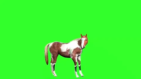 4K Green Screen 3D Horse Walking, Grazin... | Stock Video | Pond5