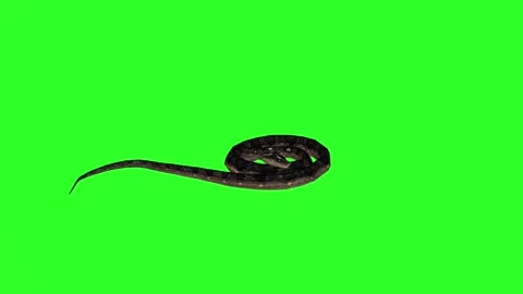 4K Green Screen 3D Snake Rearing Up and ... | Stock Video | Pond5