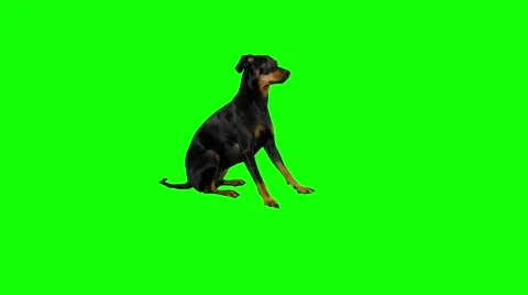 Green Screen Dog Stock Footage ~ Royalty Free Stock Videos | Page 8