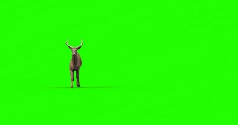 Animals Green Screen Deer Stock Footage ~ Royalty Free Stock Videos | Pond5