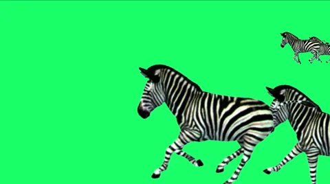 Africa Animals Silhouette Stock Videos – Royalty-Free HD & 4K Videos