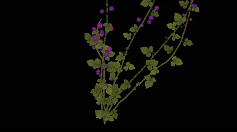 4k Growing spring berry fruit branches v... | Stock Video | Pond5