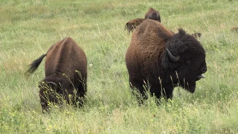 4K Growling Buffalo Bull Courts a Cow | Stock Video | Pond5