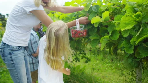4K Happy family picking fruit together a... | Stock Video | Pond5
