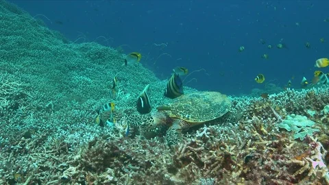 4k Hawksbill turtle on a Coral reef whil... | Stock Video | Pond5