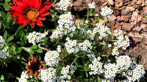 $Alyssal Stock Videos – Royalty-Free HD & 4K Videos | Pond5